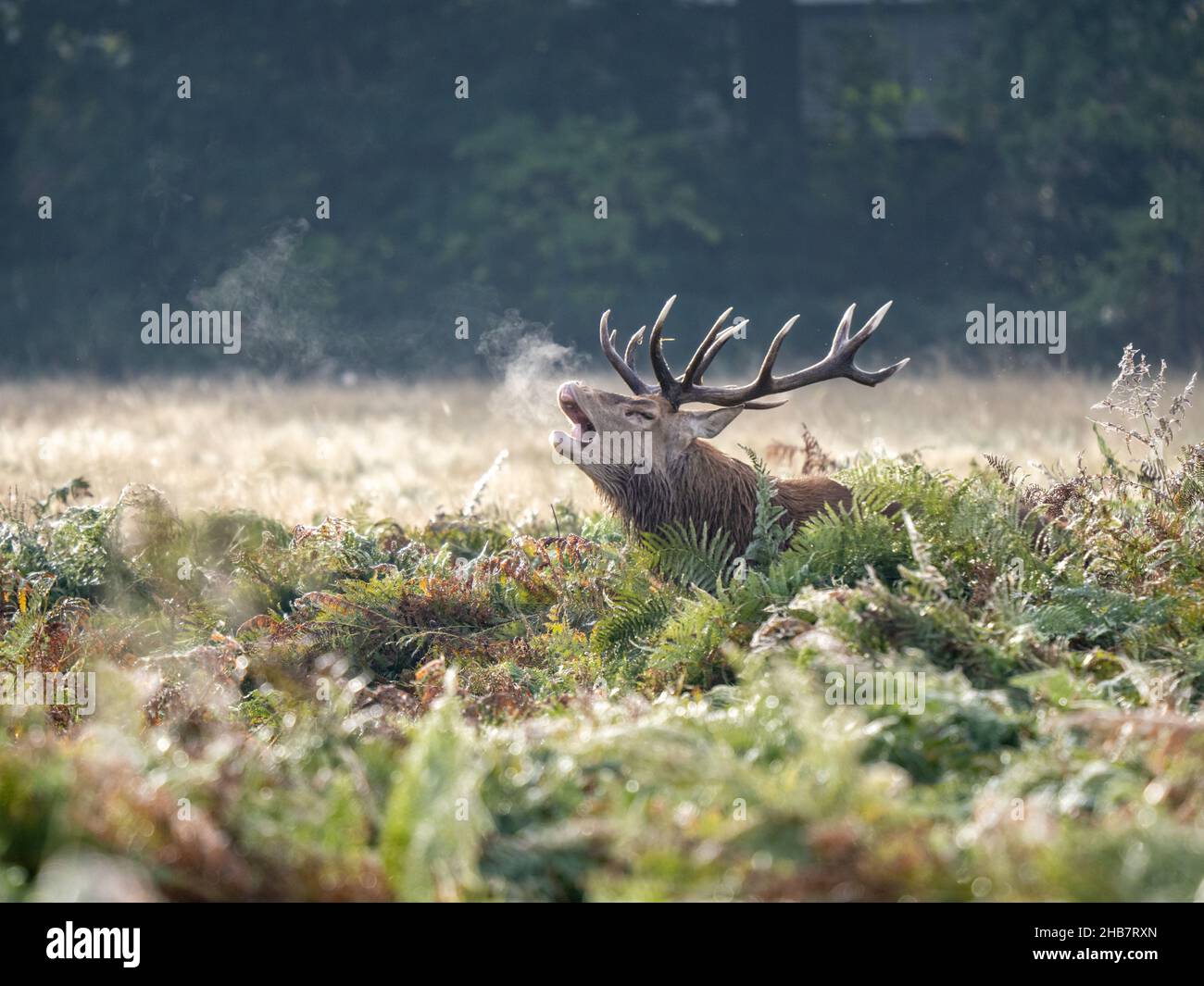 Red Deer Stag Bellowing at Dawn Stock Photo - Alamy