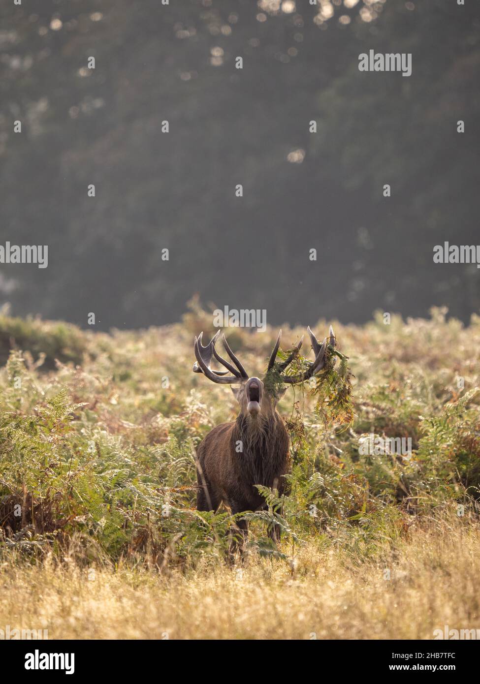 Red Deer Stag Bellowing at Dawn Stock Photo - Alamy