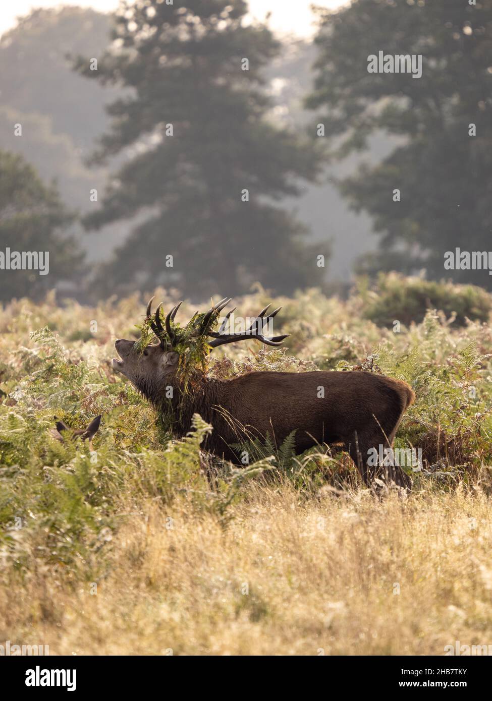 Red Deer Stag Bellowing at Dawn Stock Photo - Alamy