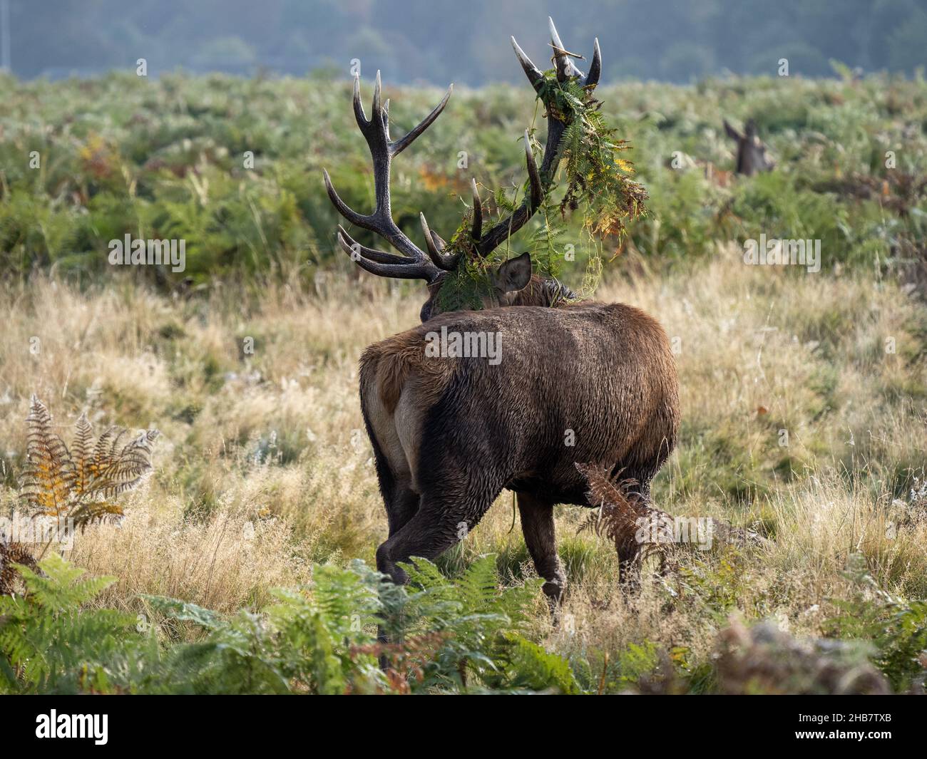 Red Deer Stag With Bracken on Antlers Stock Photo - Alamy