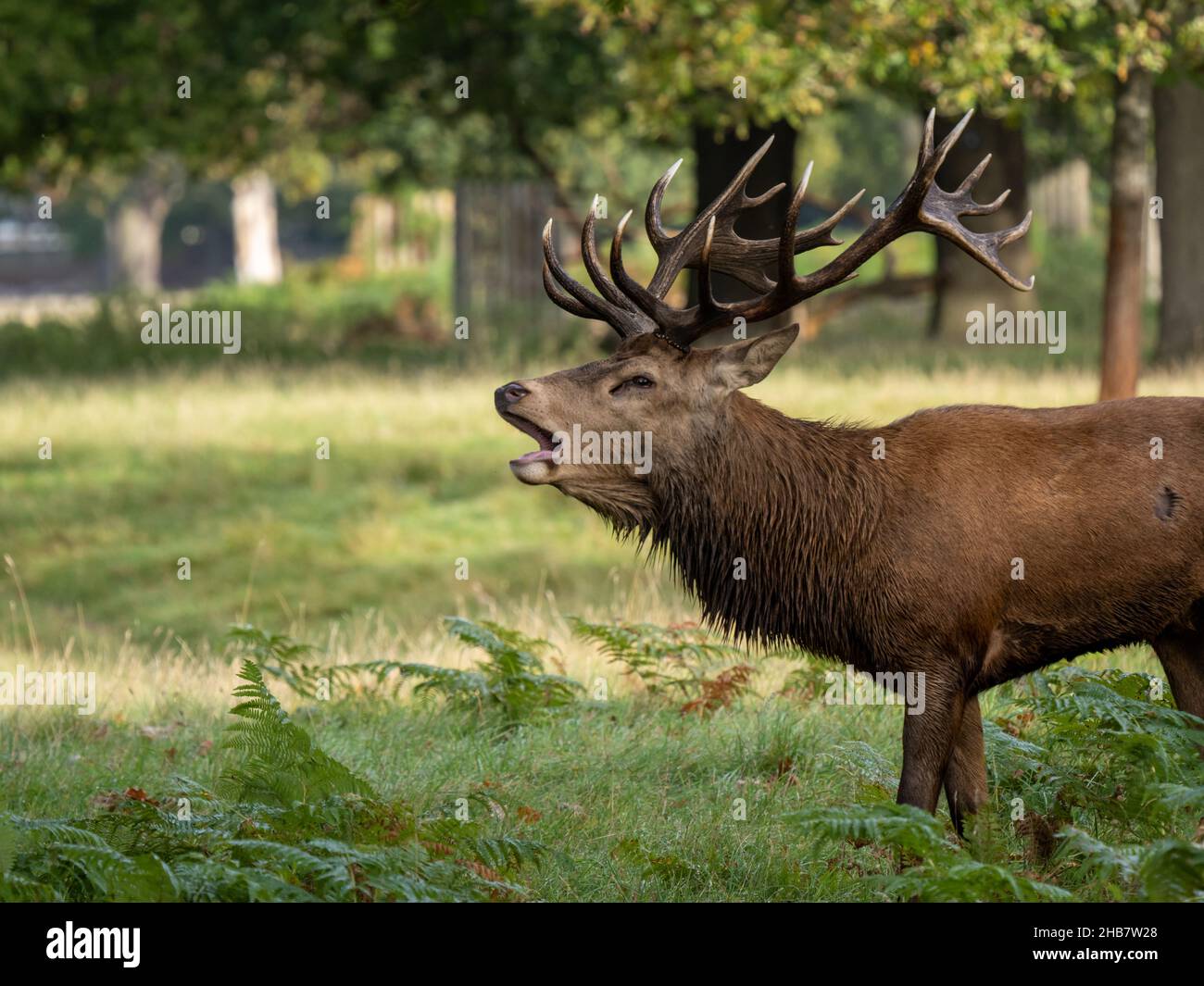 Red Deer Stag Bellowing in Wood Stock Photo - Alamy