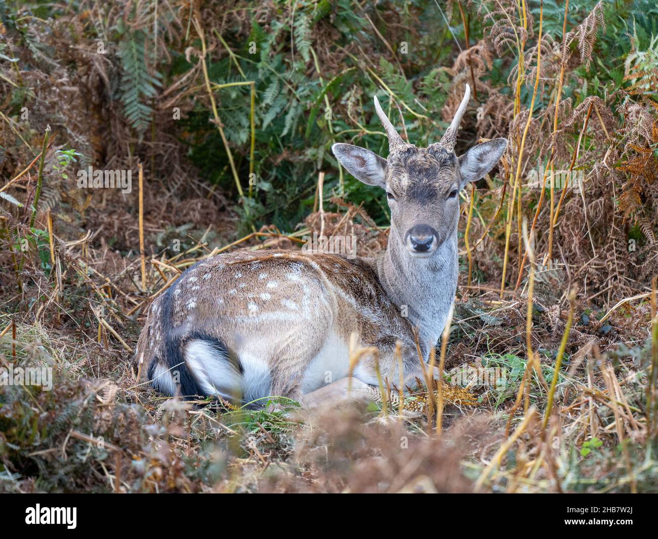 Juvenile buck male fallow deer hi-res stock photography and images - Alamy