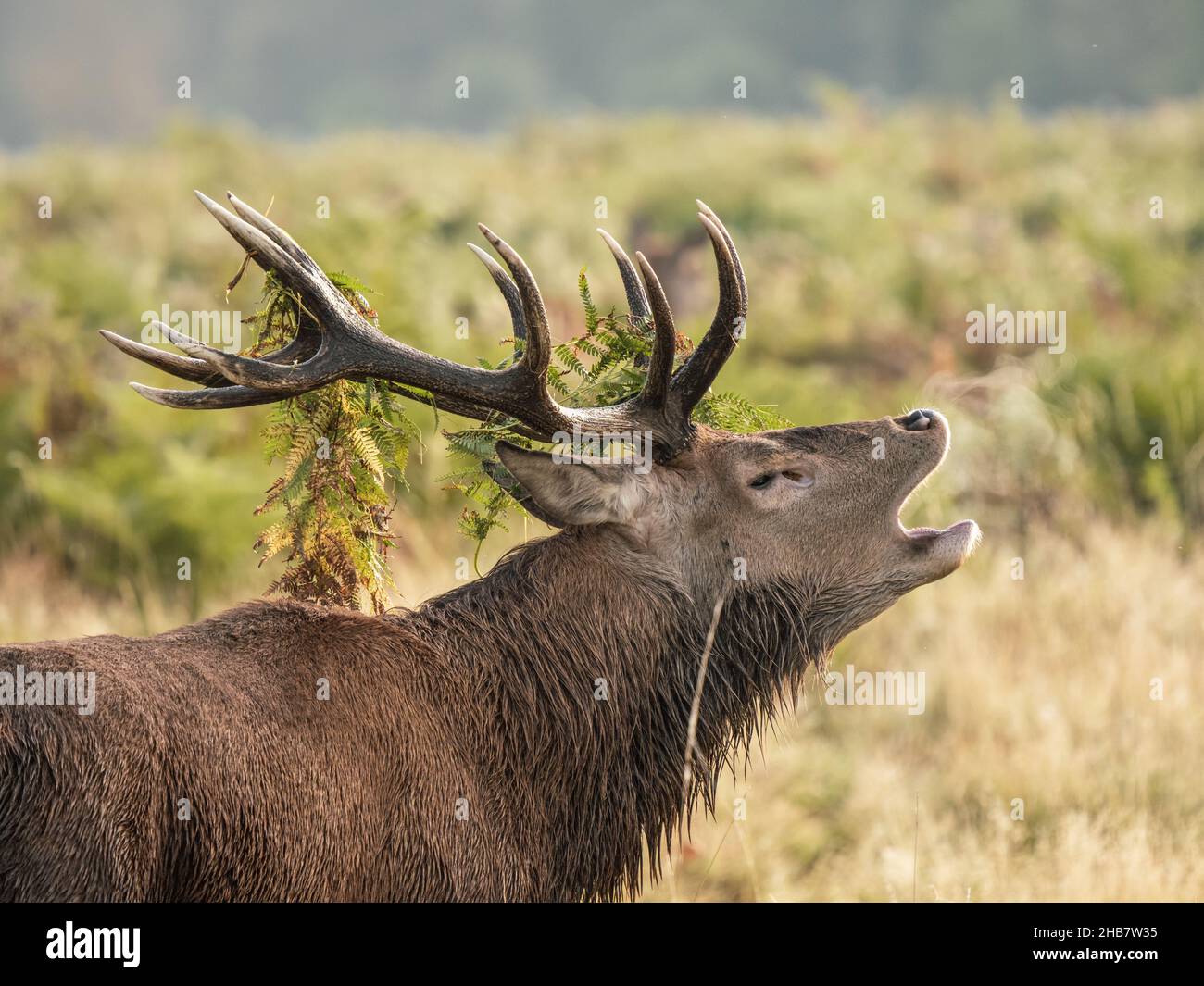 Red Deer Stag Bellowing at Dawn Stock Photo - Alamy