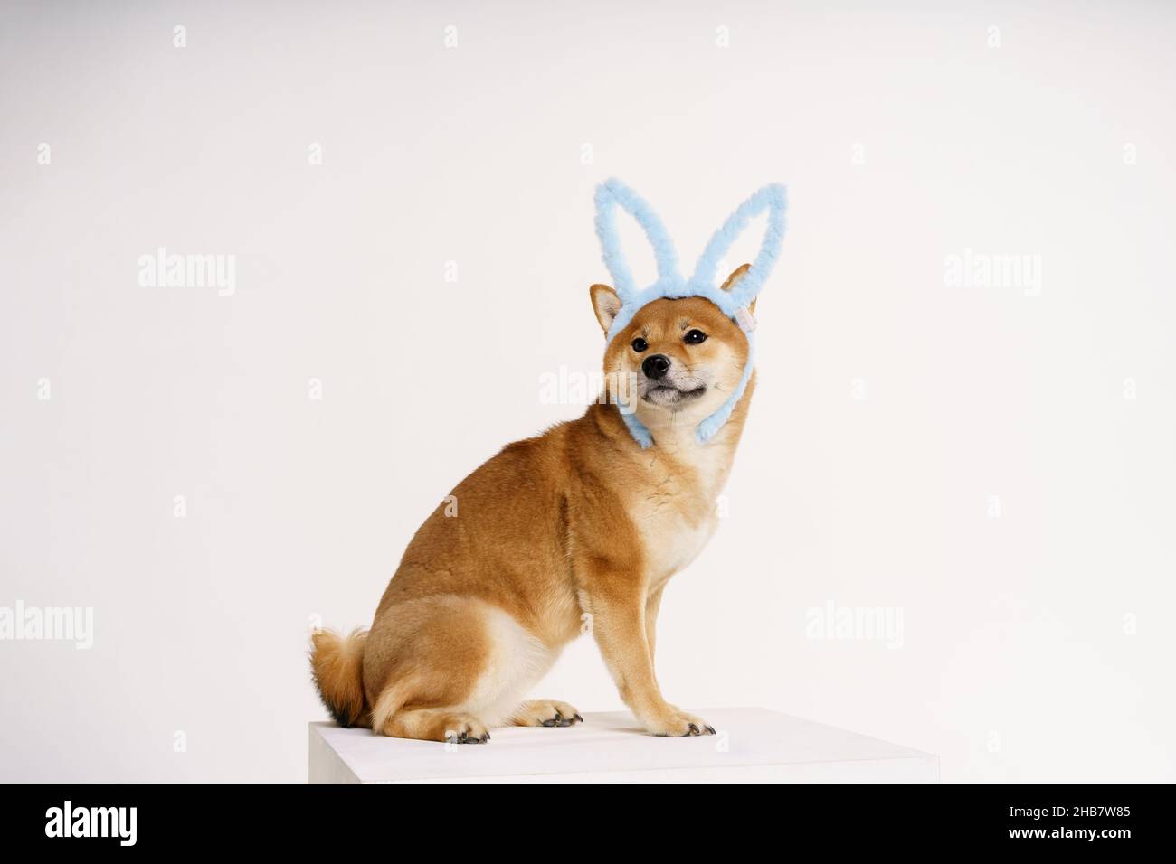 Shiba inu dog sits in blue easter bunny ears and looks to the side on a ...
