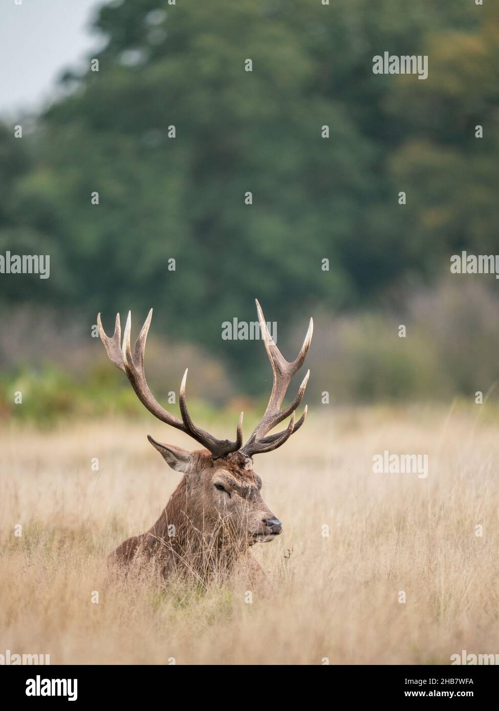 Red Deer Stag Laying in Grass Meadow Stock Photo - Alamy