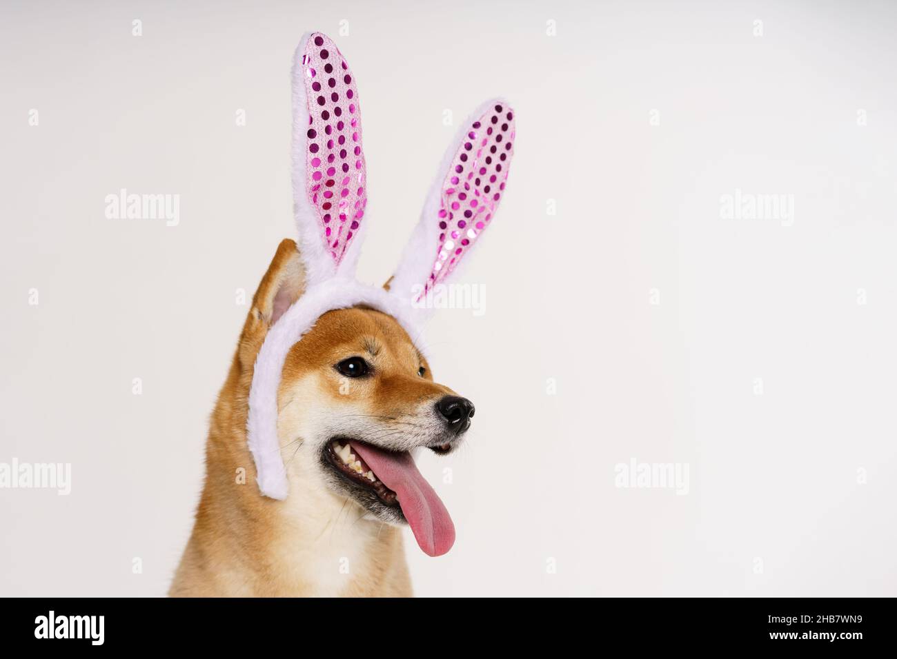 Funny dog with easter bunny ears. Cute shiba poses for studio shot ...