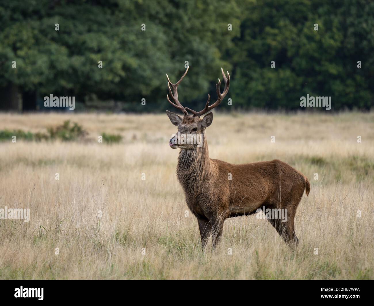 Hart and hind standing hi-res stock photography and images - Alamy