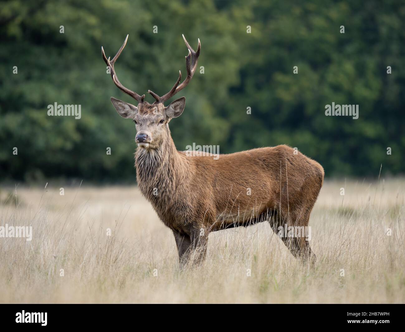 Red Deer Hind Standing in a Meadow Stock Photo - Alamy