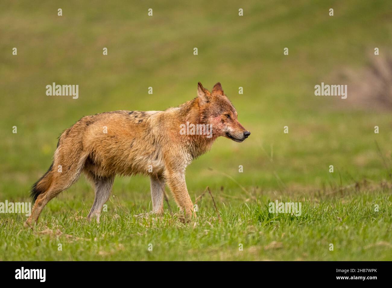 Grey Wolf (Canis lupus). The Bieszczady Mts., Carpathians, Poland Stock ...