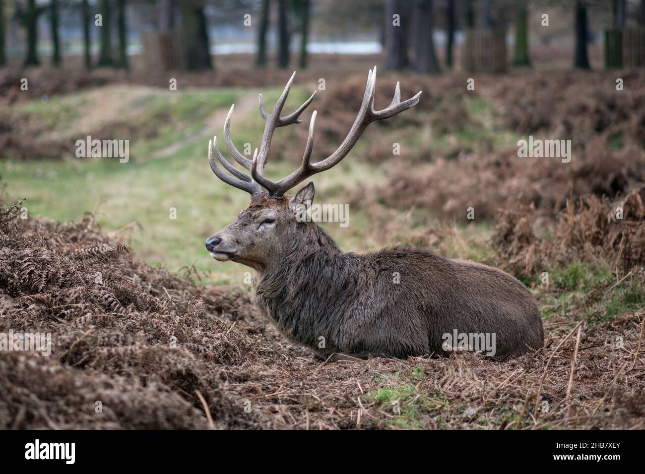 Adult Stag deer resting Stock Photo - Alamy