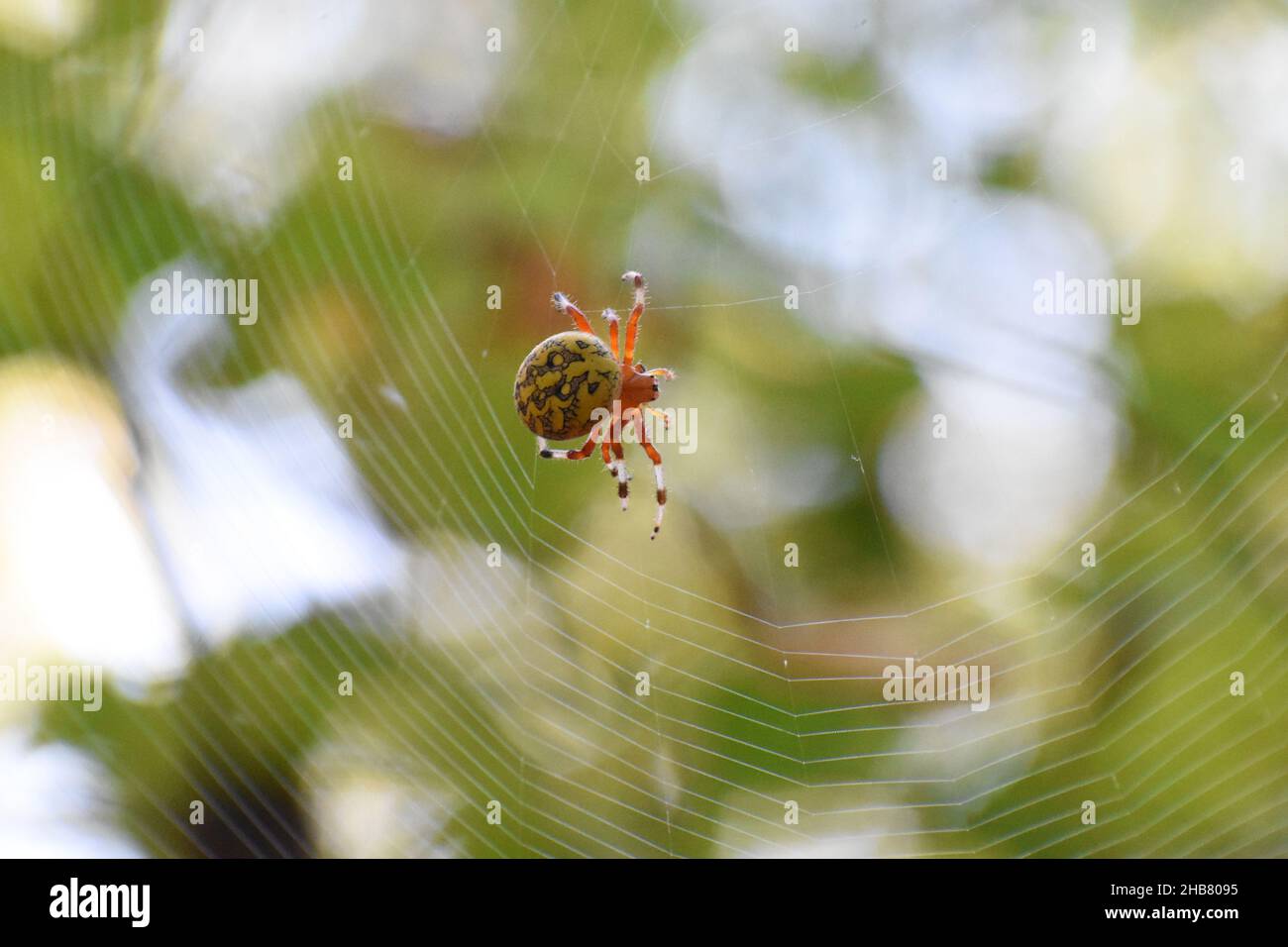 Closeup of the Araneus spider on the cobweb, a common orb-weaving ...