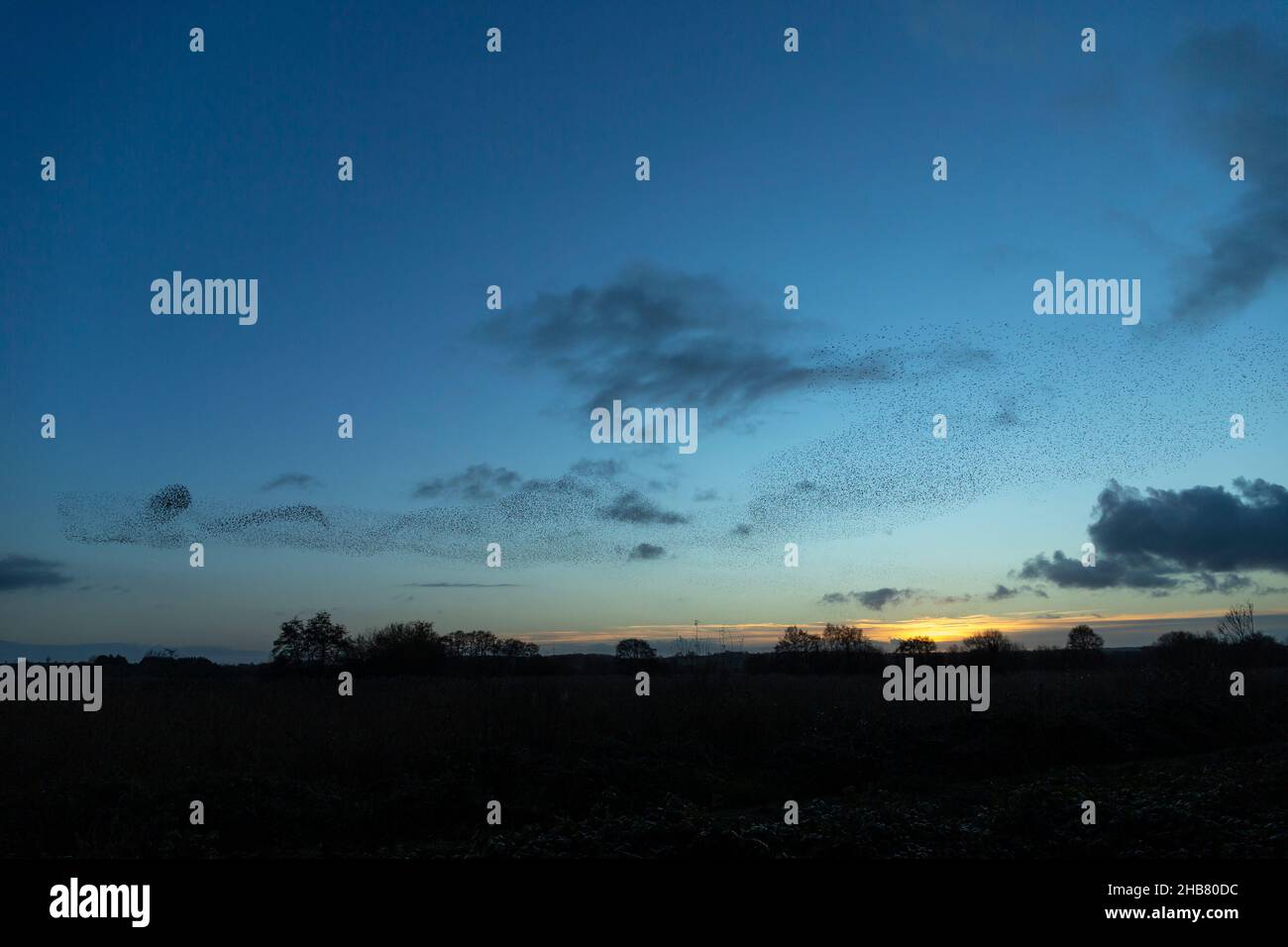 Common starling Sturnus vulgaris, murmurating over reedbed, Ham Wall ...
