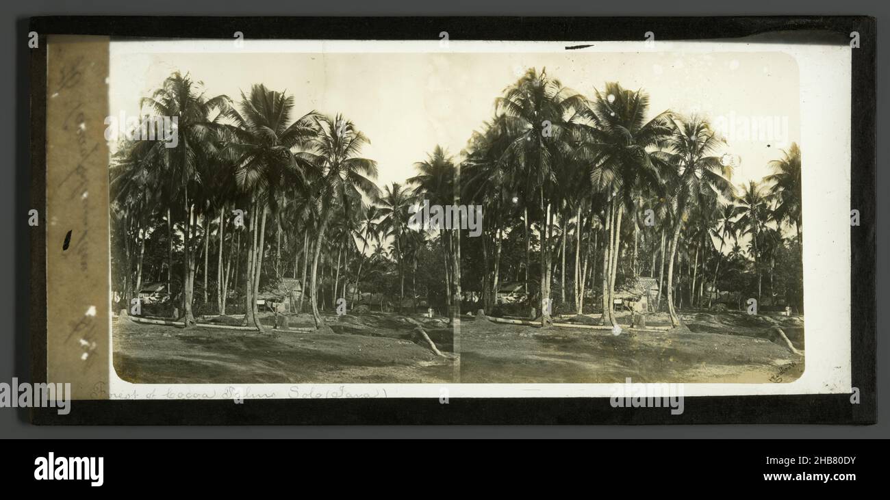 Cocoa palms java hi-res stock photography and images - Alamy