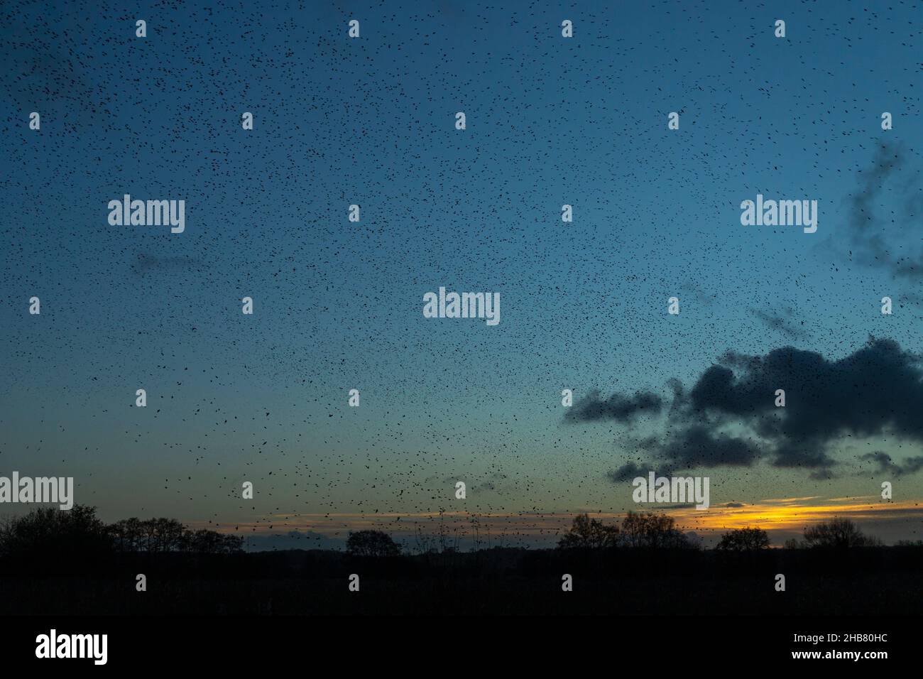 Common starling Sturnus vulgaris, murmurating over reedbed, Ham Wall ...