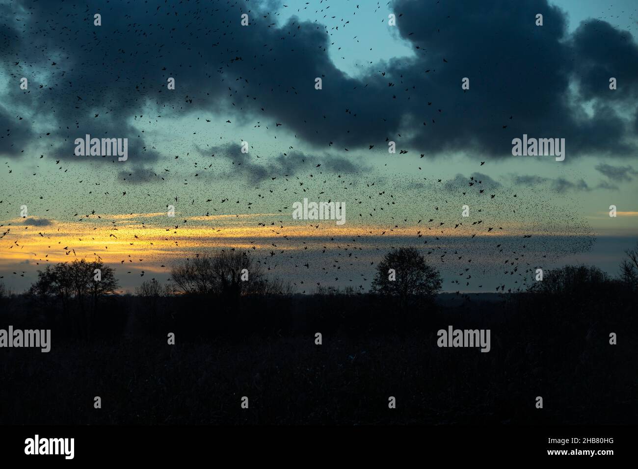 Ham wall starlings somerset hi-res stock photography and images - Alamy