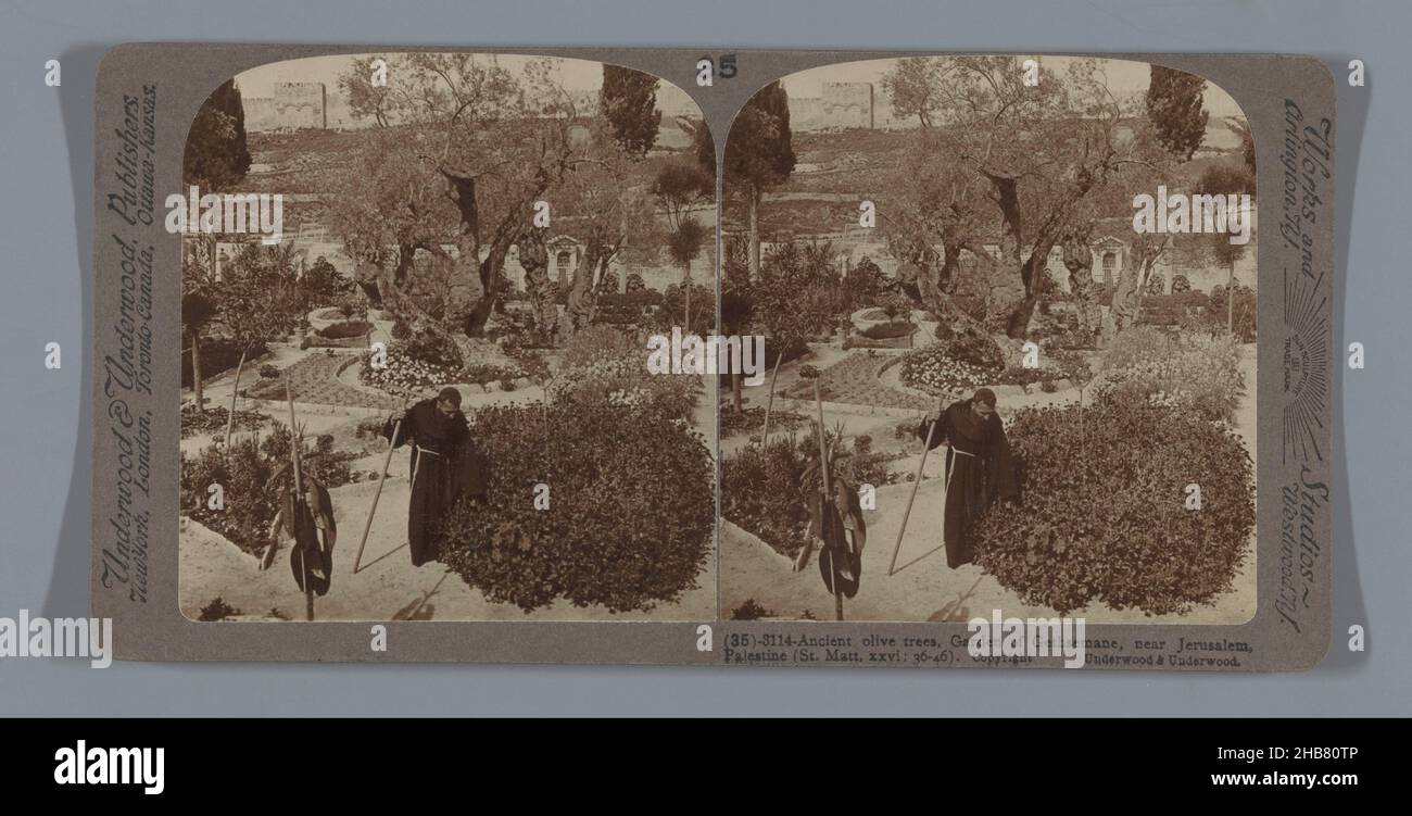 Franciscan monk tending plants in the Garden of Gethsemane, Jerusalem ...