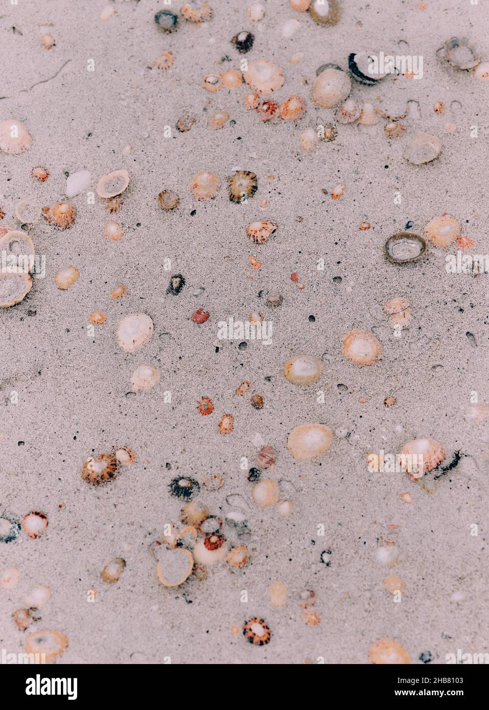 Sea shells and white sand on a clean beach close up in the West ...