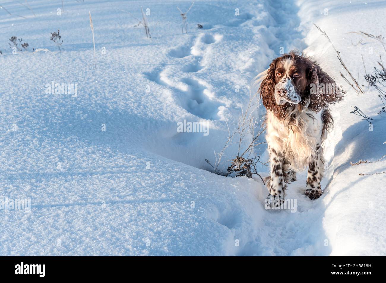 Fluffy English Springer Spaniel walking on white snow in winter Stock ...