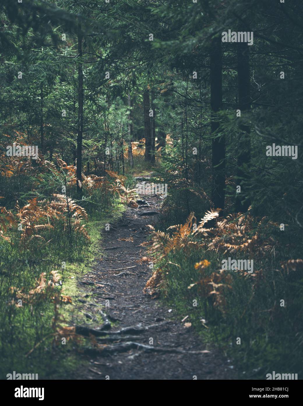 Beautiful scenery of muddy path with plants, grass and trees in forest ...