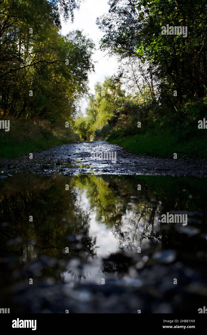 forest path water reflection Stock Photo - Alamy