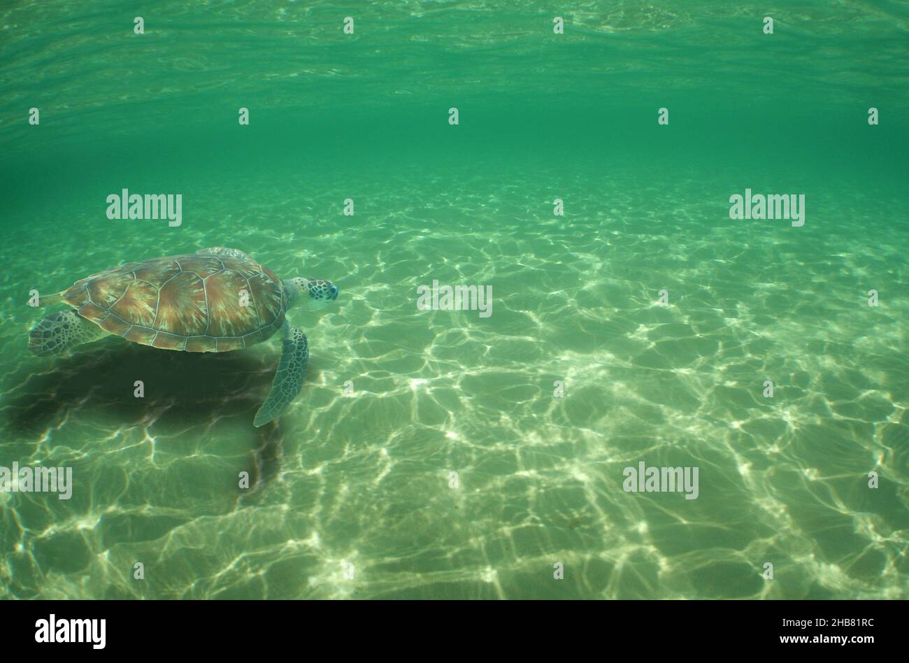 Turtle floating in the sea bottom in beautiful colors Stock Photo - Alamy