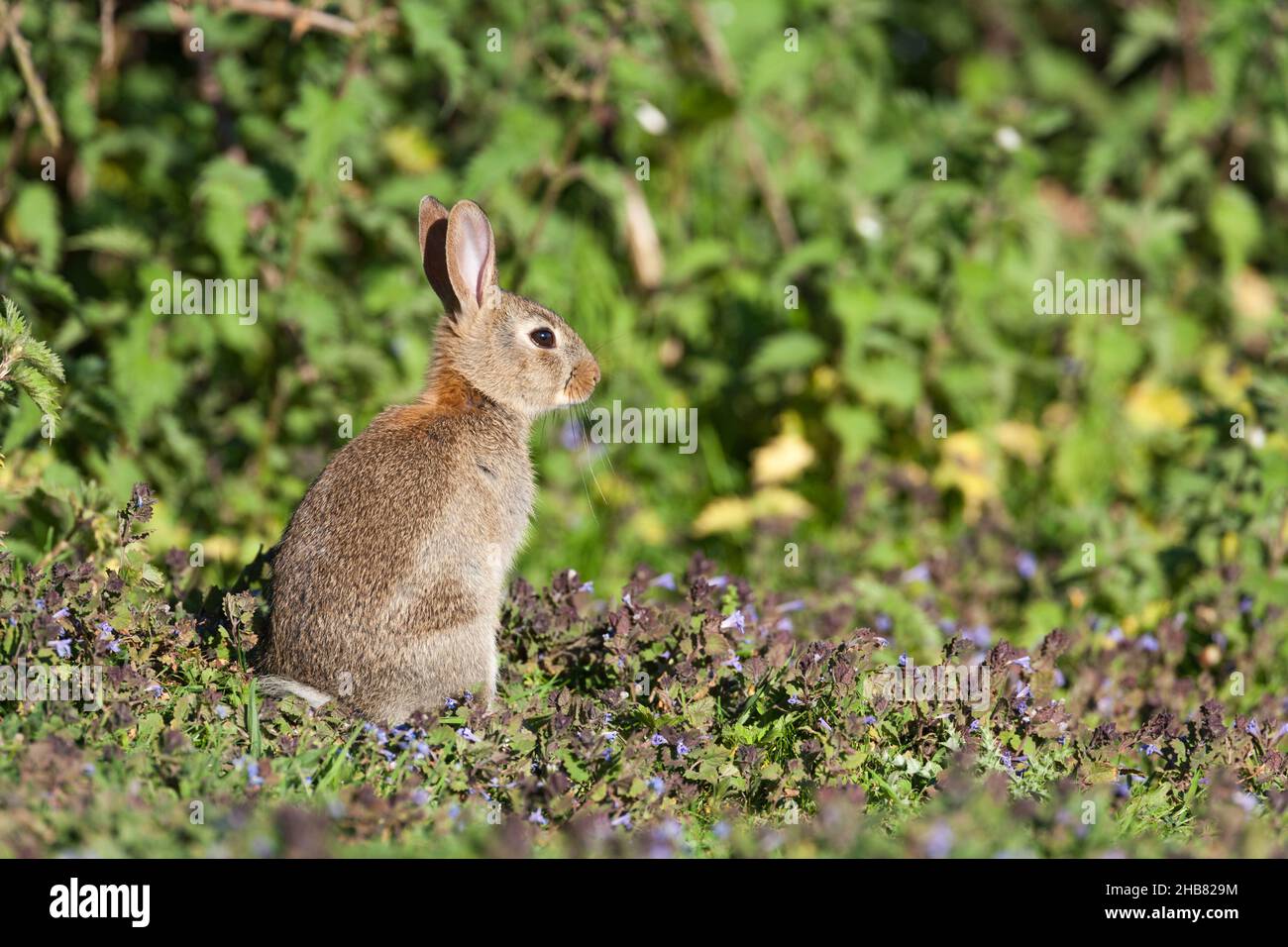 Weston moor hi-res stock photography and images - Alamy