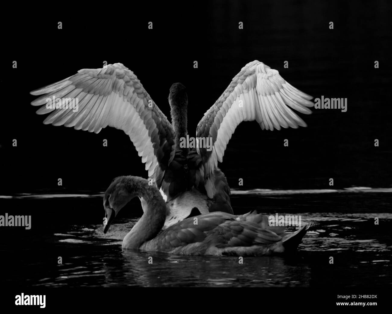 Swans feathers Black and White Stock Photos & Images - Alamy