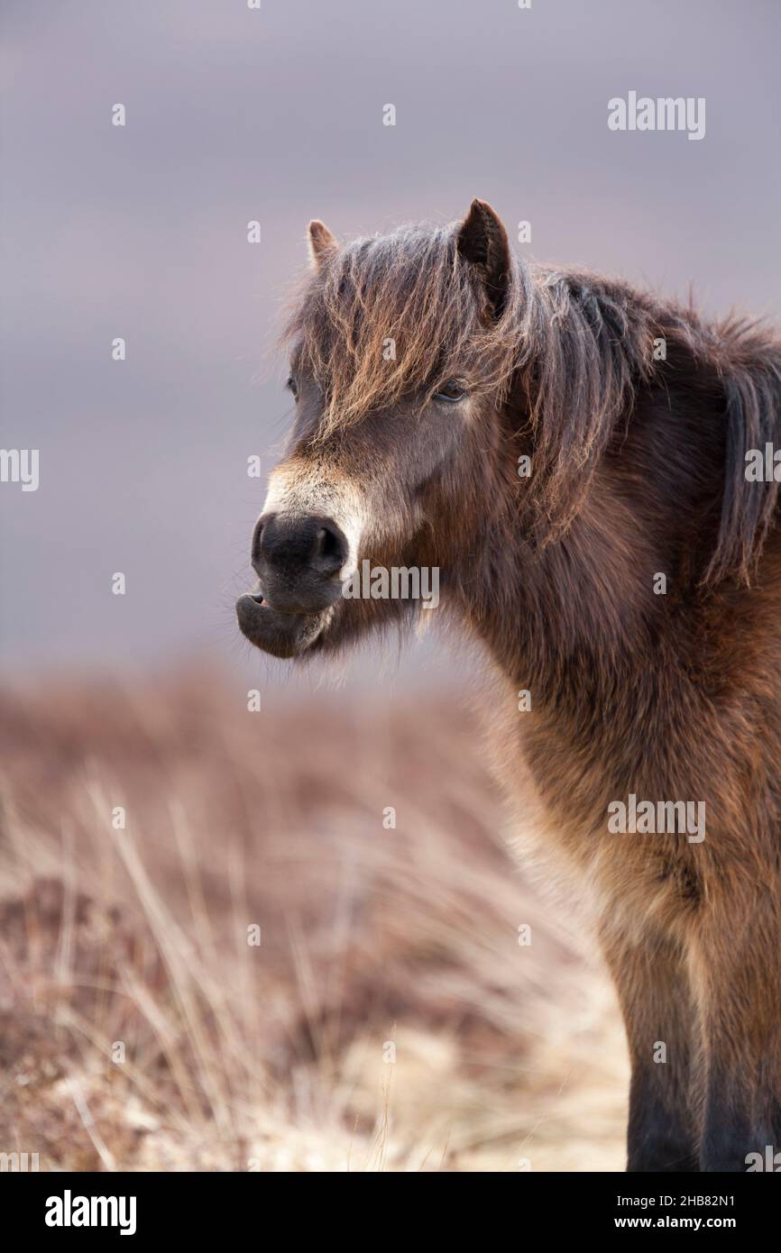 Exmoor pony Equus ferus caballus, pulling faces, Exmoor National Park ...