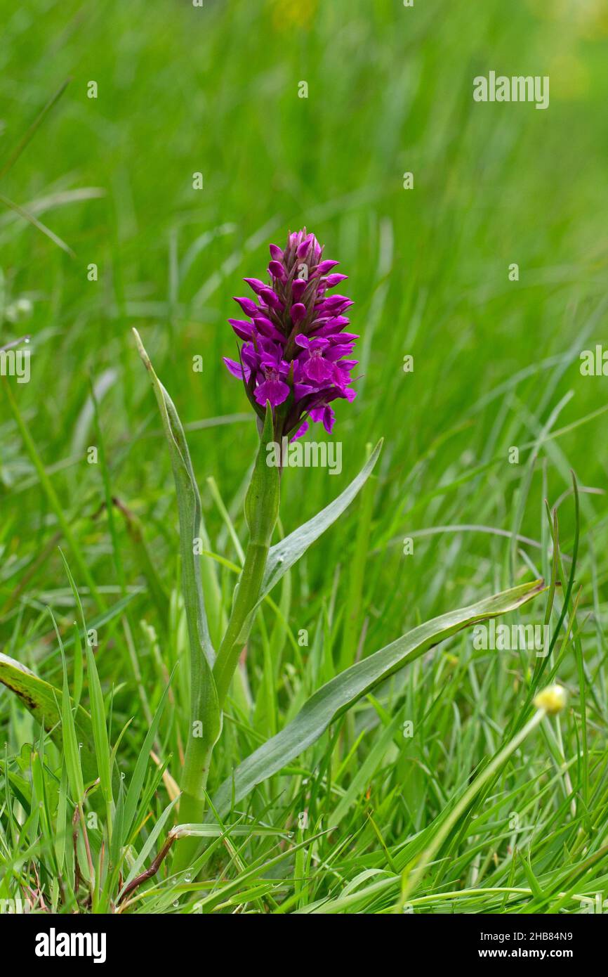 Northern Marsh Orchid (Dactylorhiza purpurella) flower Yorkshire GB UK ...