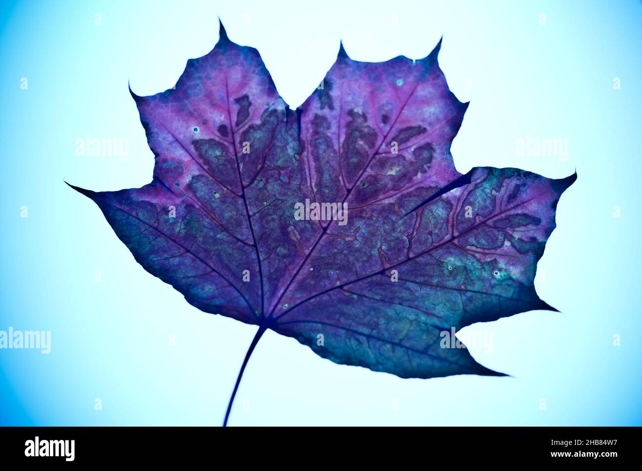 Leaf purple hi-res stock photography and images - Alamy