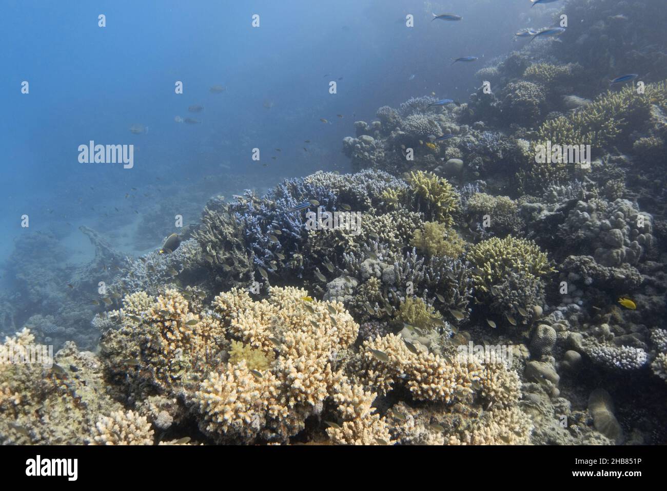 Coral reef in the deep blue sea. Underwater landscape Stock Photo - Alamy