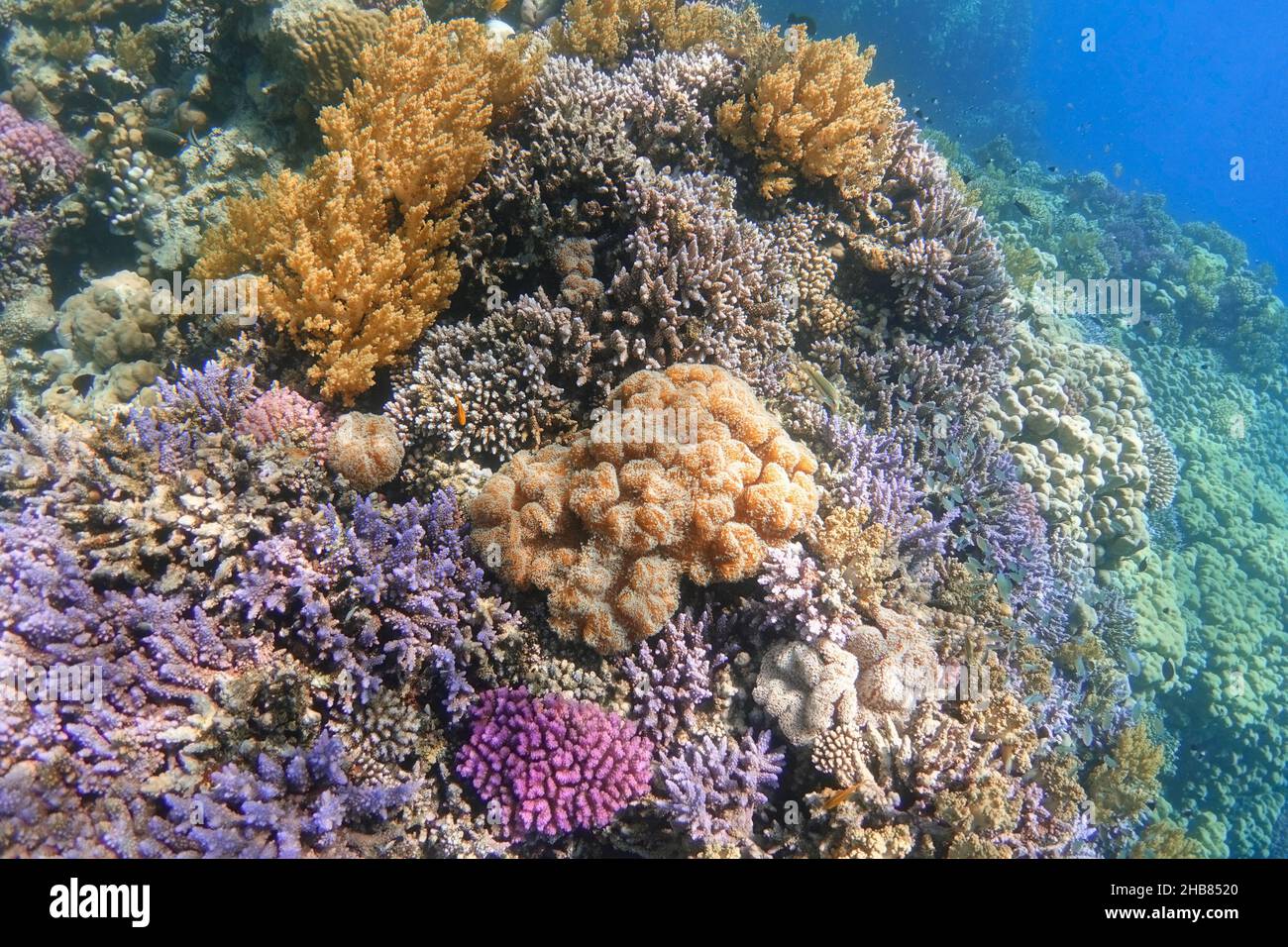 Colorful coral reef with hard and soft corals Stock Photo - Alamy