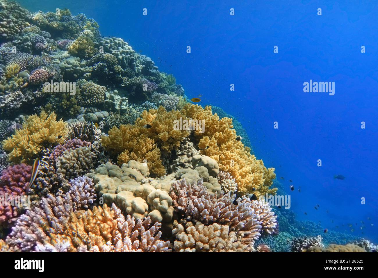 Colorful coral reef in the blue ocean. Underwater landscape Stock Photo ...