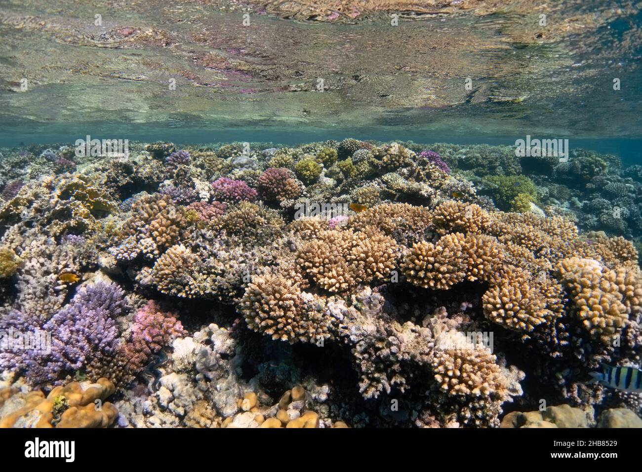 Beautiful great barrier reef hi-res stock photography and images - Alamy