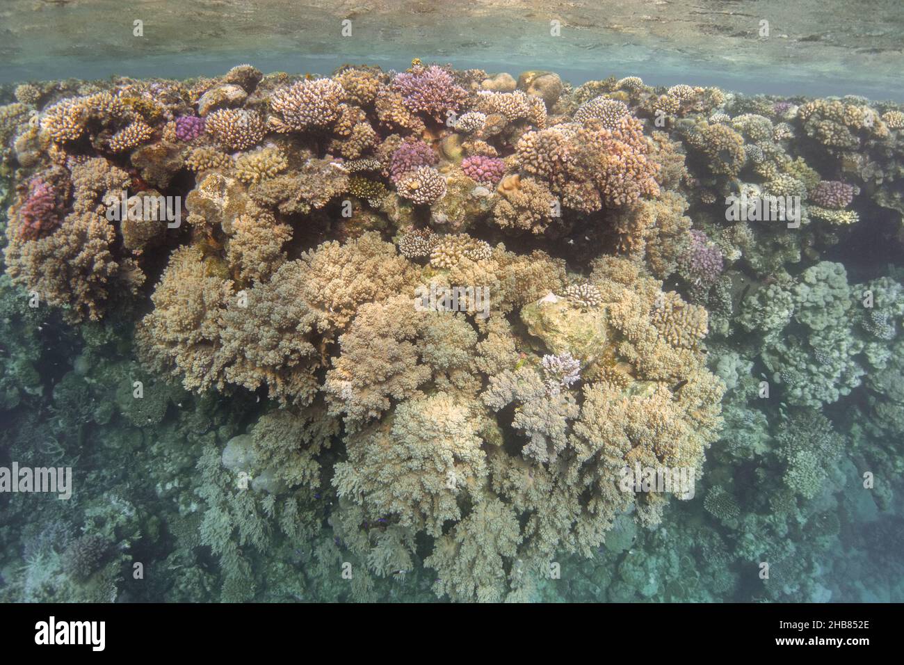 Colorful coral reef below the water surface. Underwater landscape Stock ...