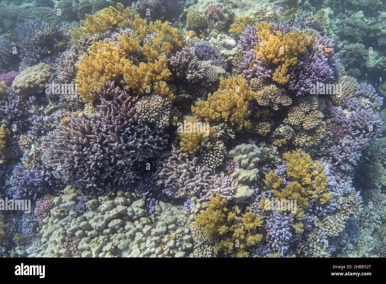 Great barrier reef fish coral colourful hi-res stock photography and images - Alamy