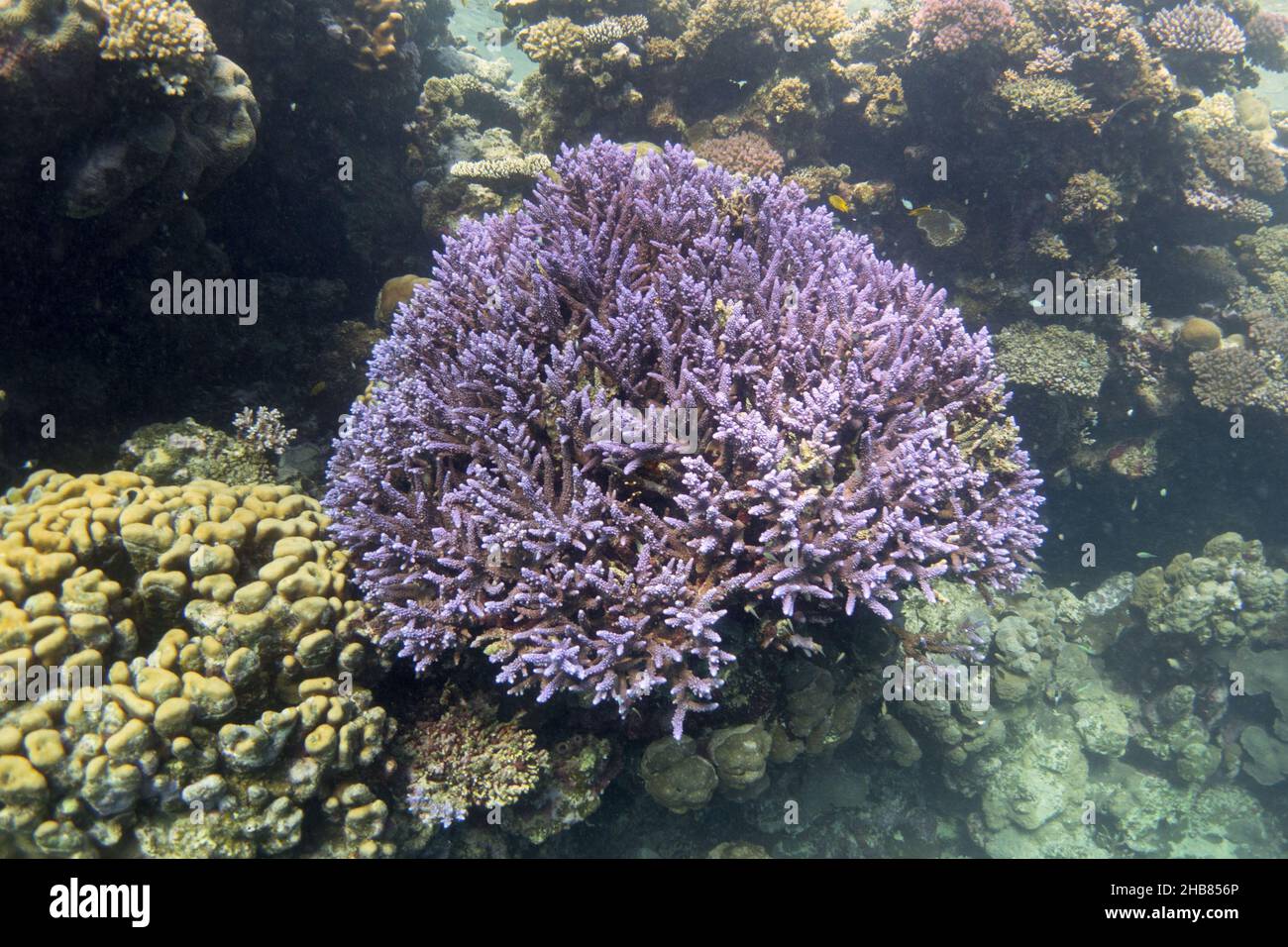 Purple coral reef australia underwater hi-res stock photography and ...