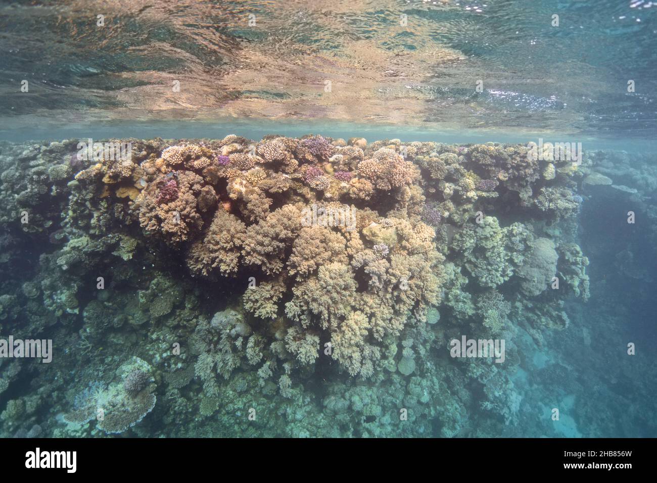 Colorful coral reef below the water surface. Underwater landscape Stock ...