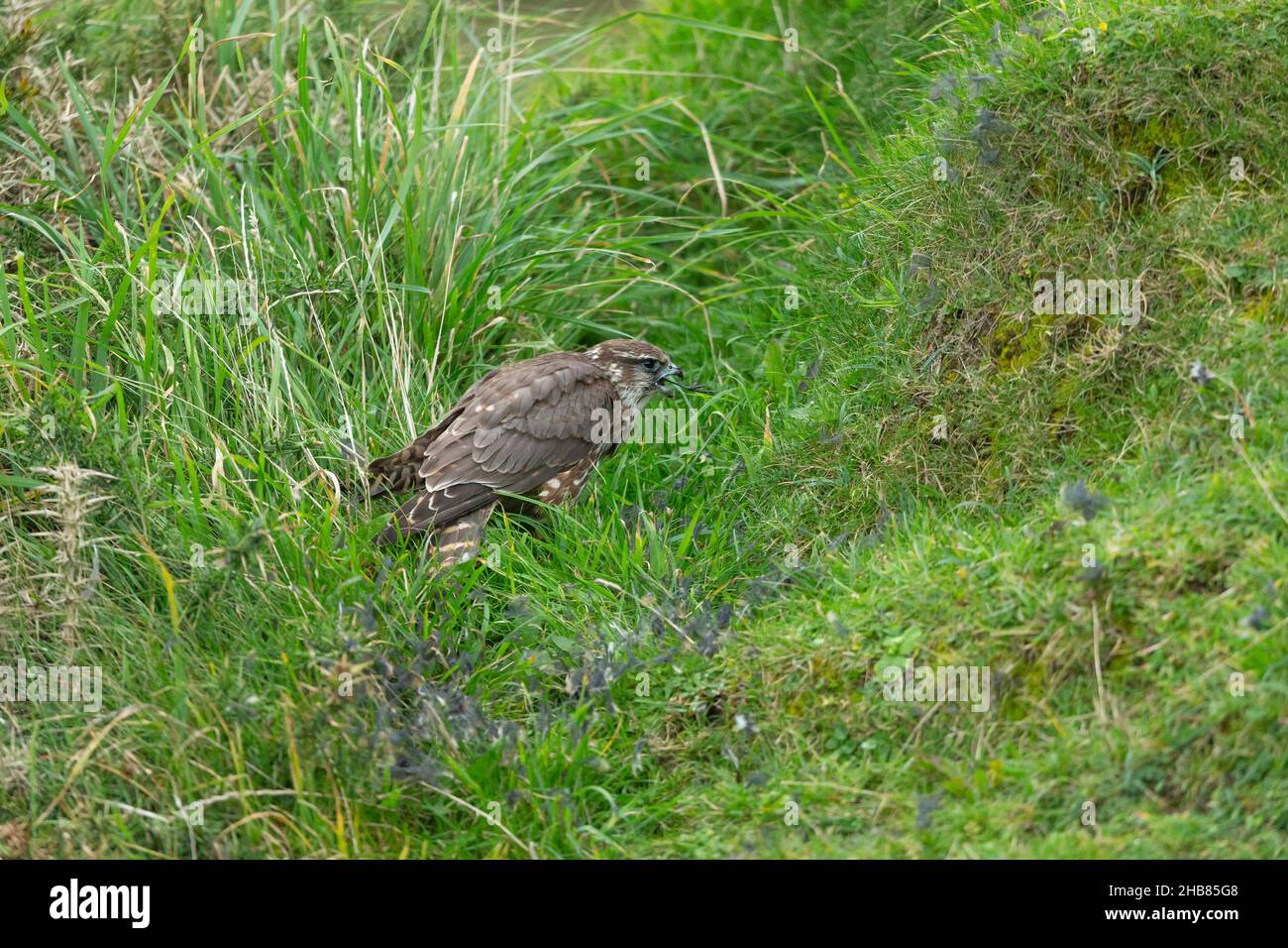 Merlin Falco columbarius, female foraging along coastline, Porth Y ...