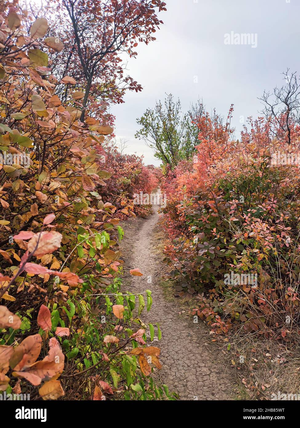 Beautiful nature photo of walking path through the forest hi-res stock ...