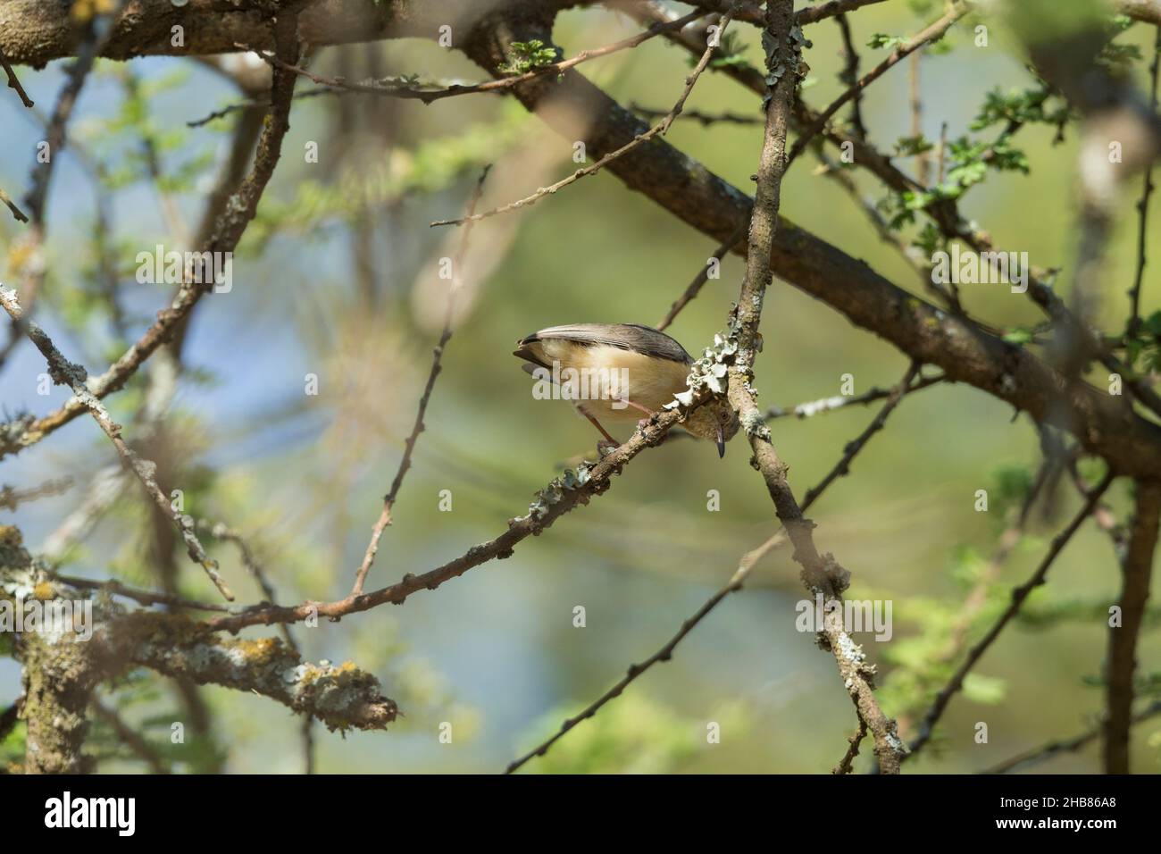 Red-faced crombec Sylvietta whytii, adult foraging in tree canopy ...
