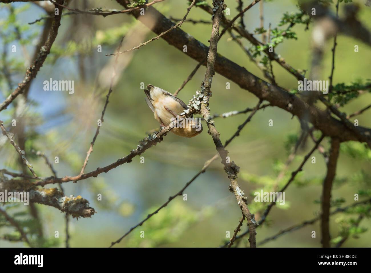 Red-faced crombec Sylvietta whytii, adult foraging in tree canopy ...