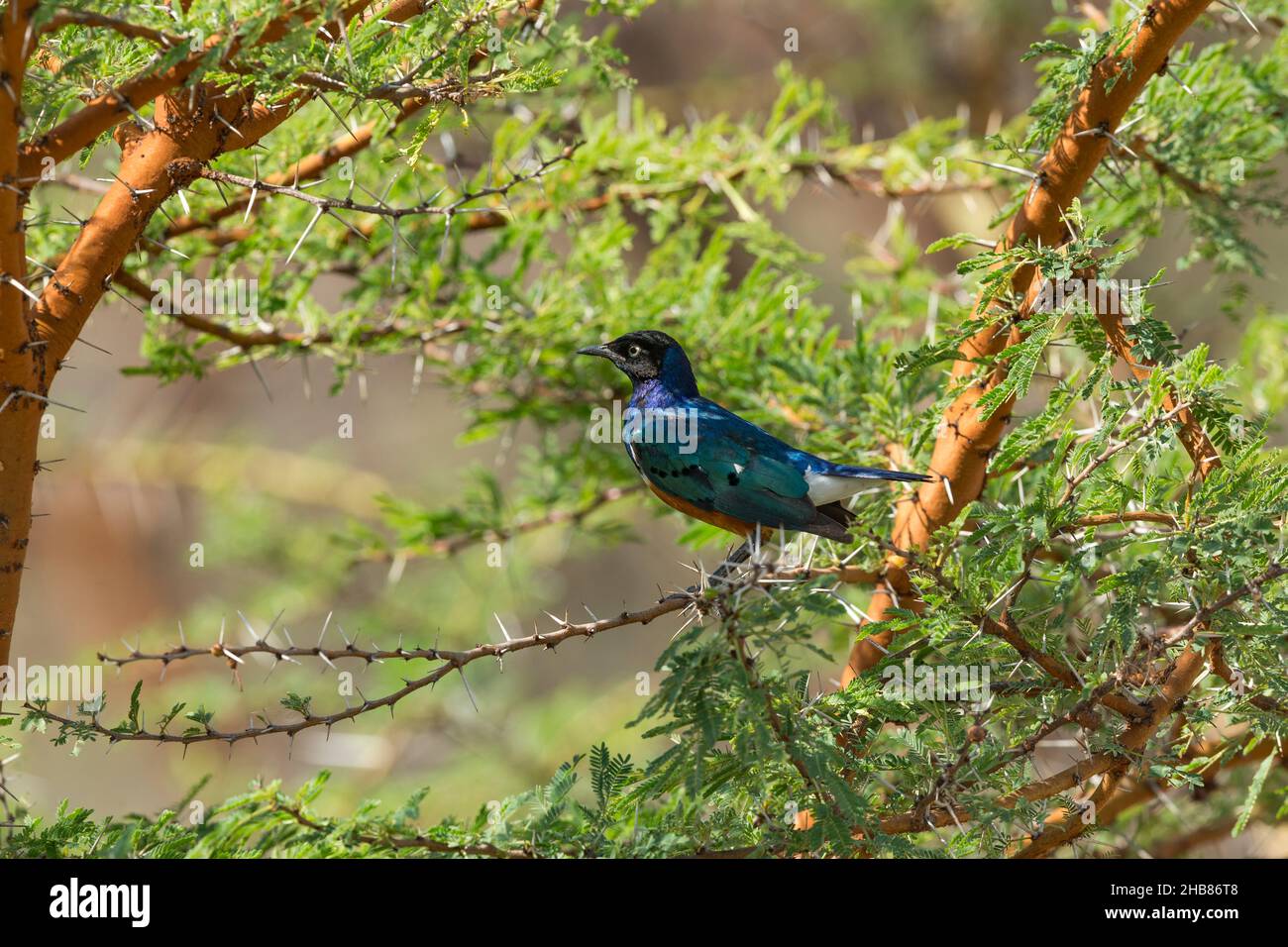 Oromiya region hi-res stock photography and images - Alamy