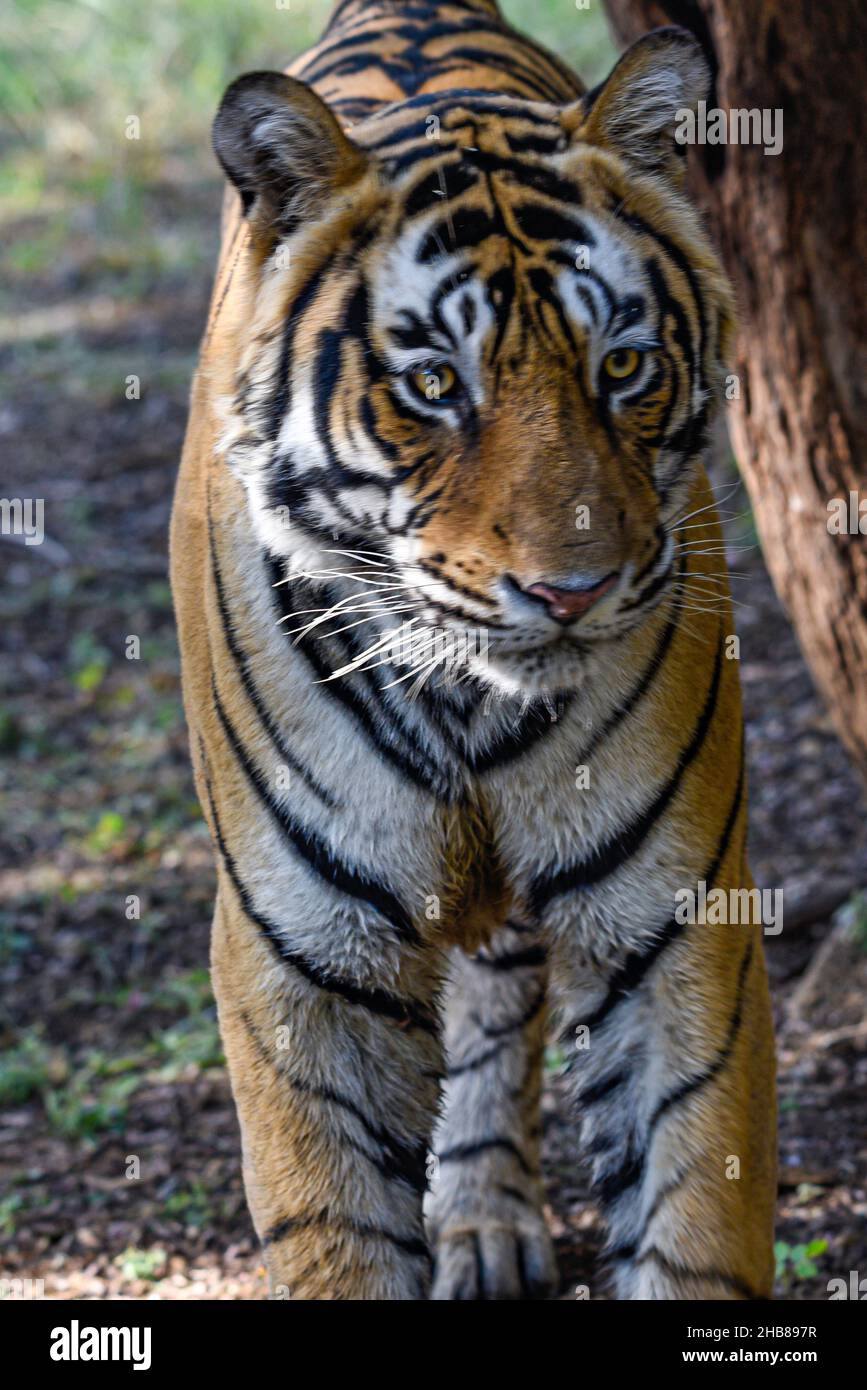 Tiger in the forest Stock Photo - Alamy