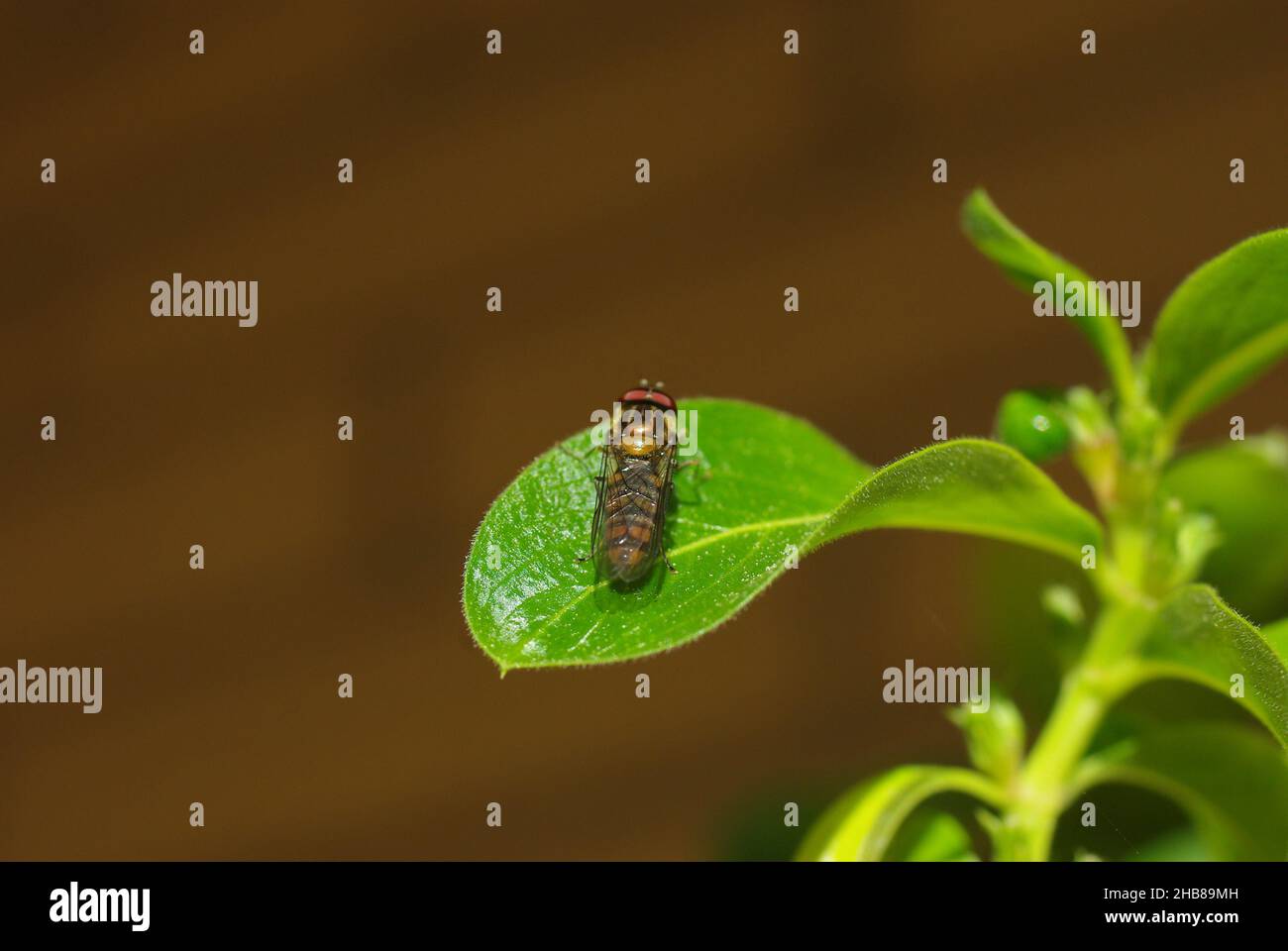 Hover flies, also called flower flies or syrphid flies, make up the ...