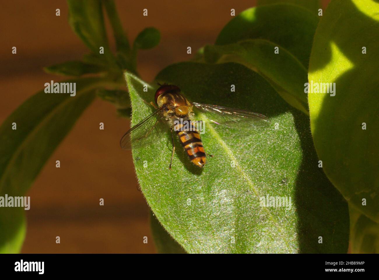 Hover flies, also called flower flies or syrphid flies, make up the ...