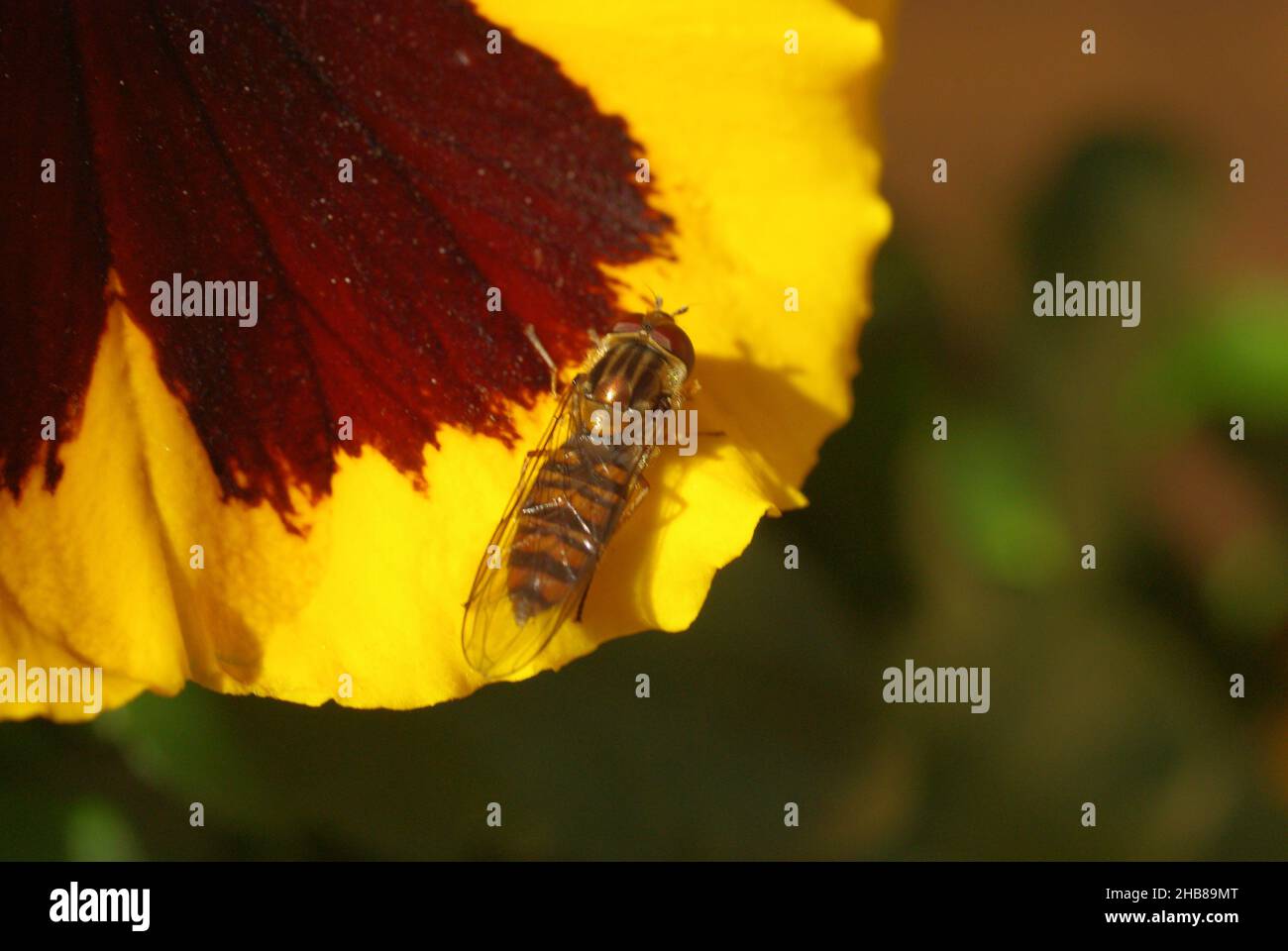 Hover flies, also called flower flies or syrphid flies, make up the ...
