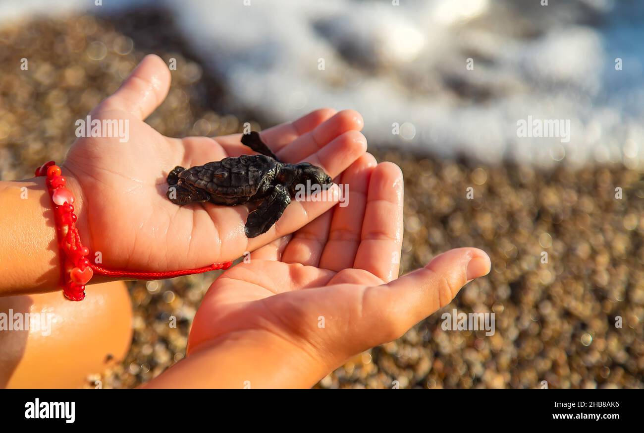 Little turtle on the seashore in the hands of a child. Selective focus ...