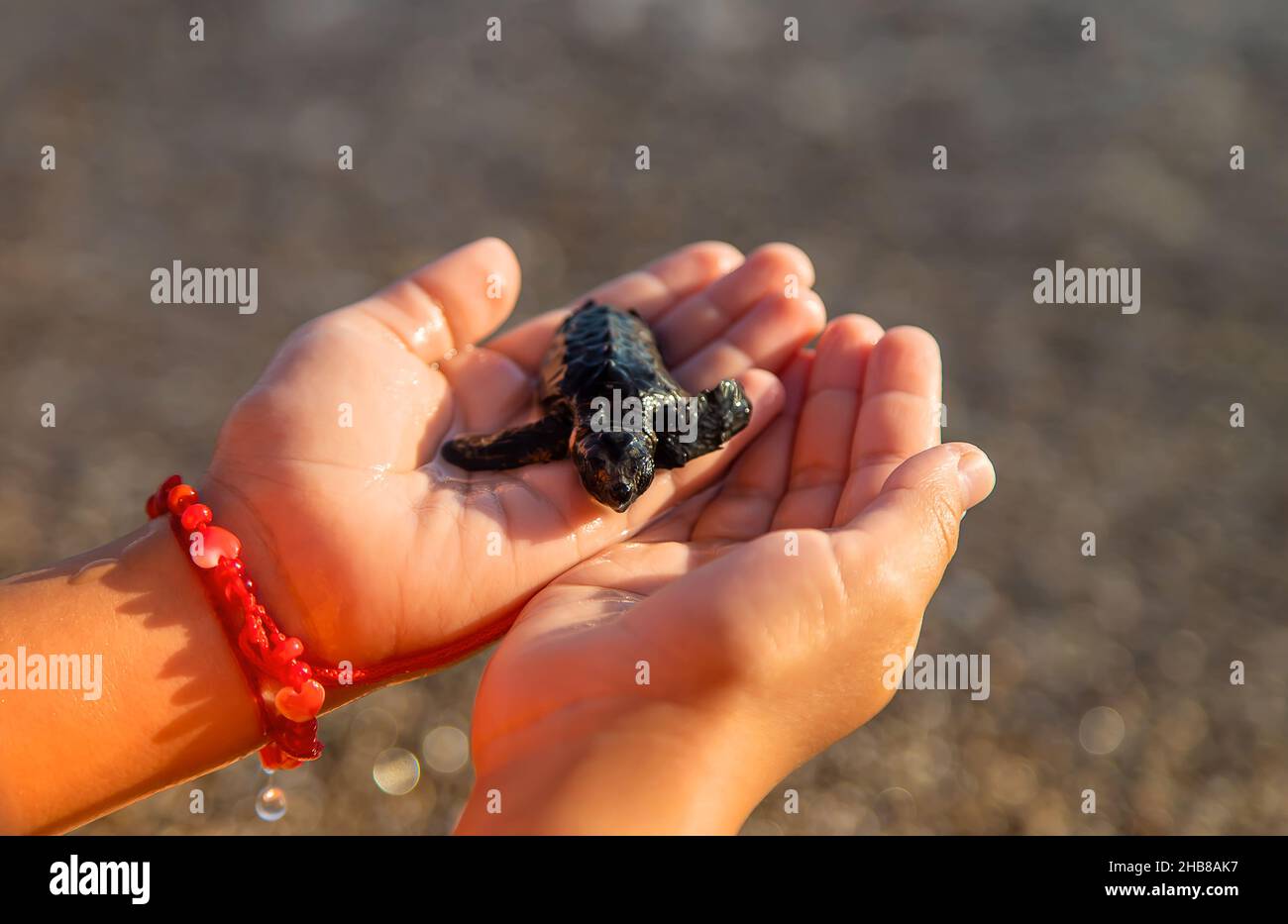 Little turtle on the seashore in the hands of a child. Selective focus ...