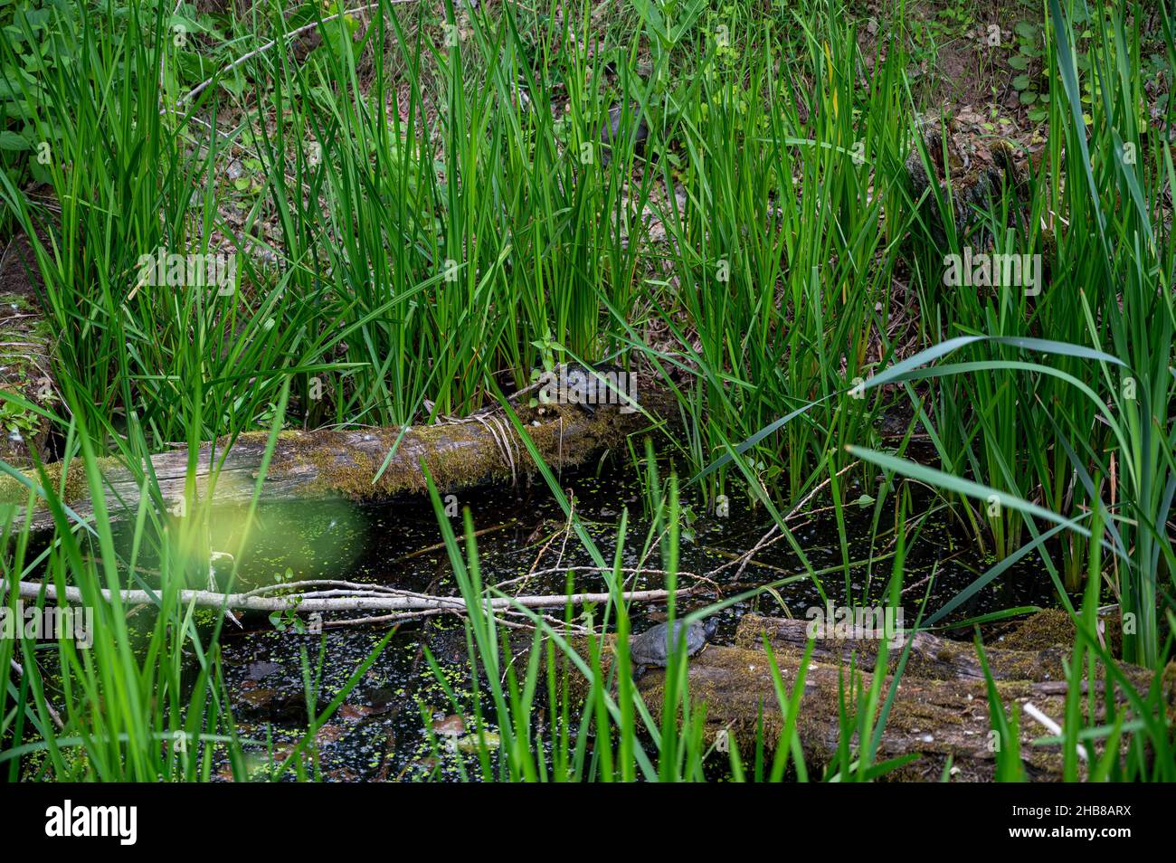 Shot of the small turtles in the park of animals on the green grass ...